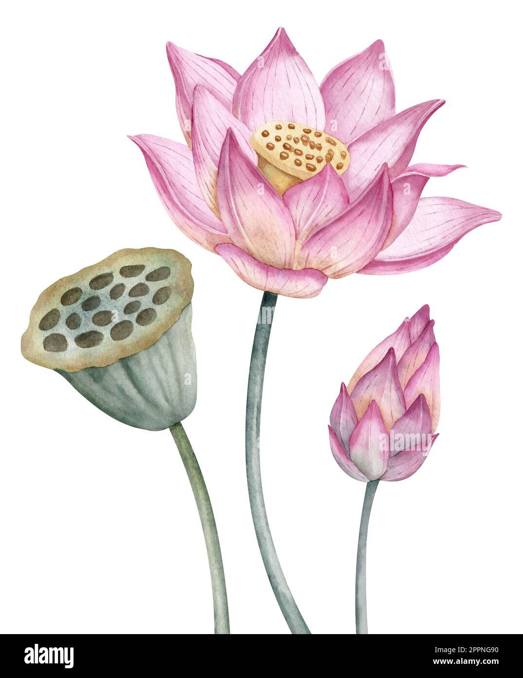 Pink Lotus Flower. Watercolor hand drawn illustration of water lily on ...