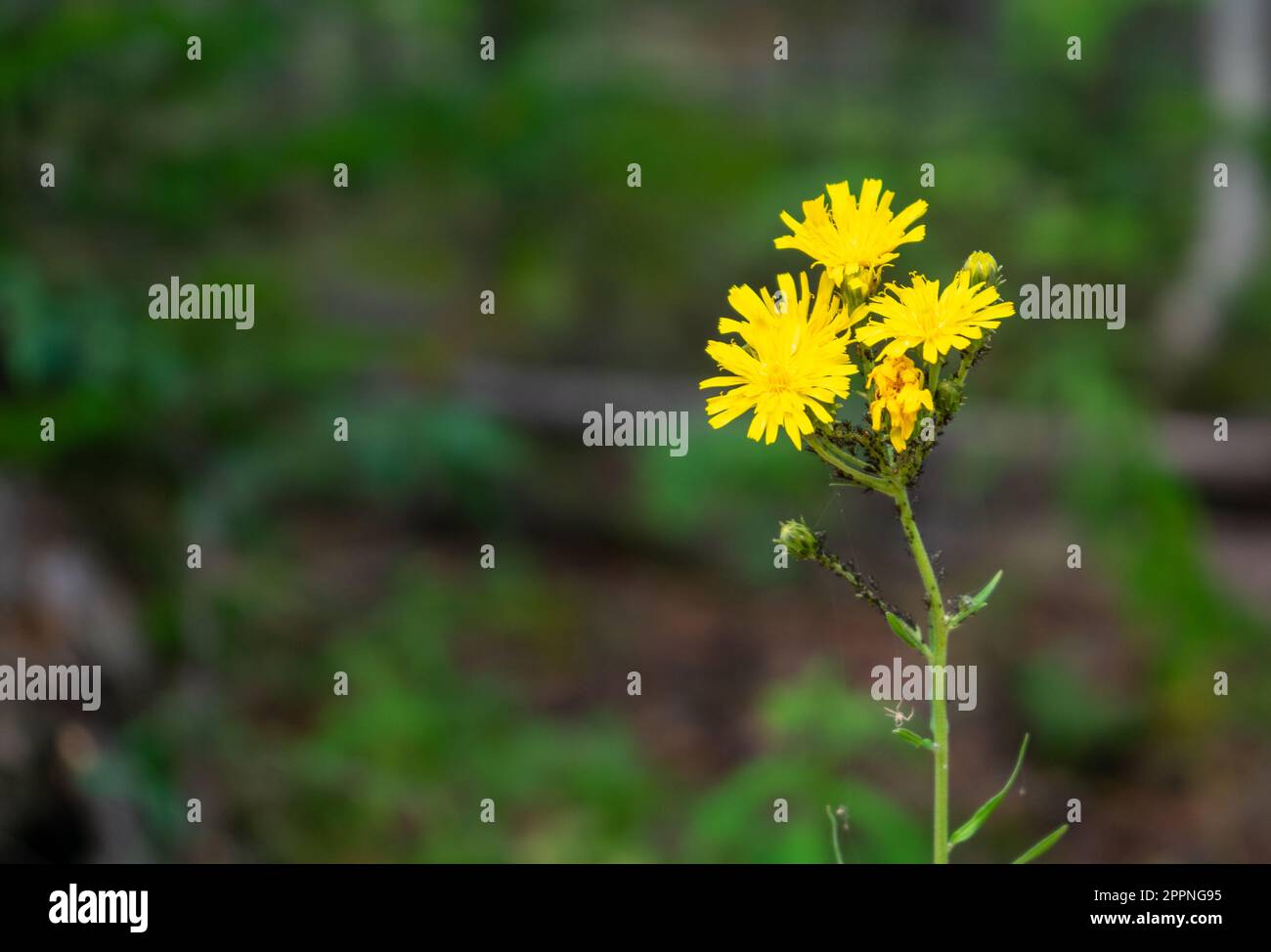 the flower of the forest is yellow. osot field Stock Photo - Alamy