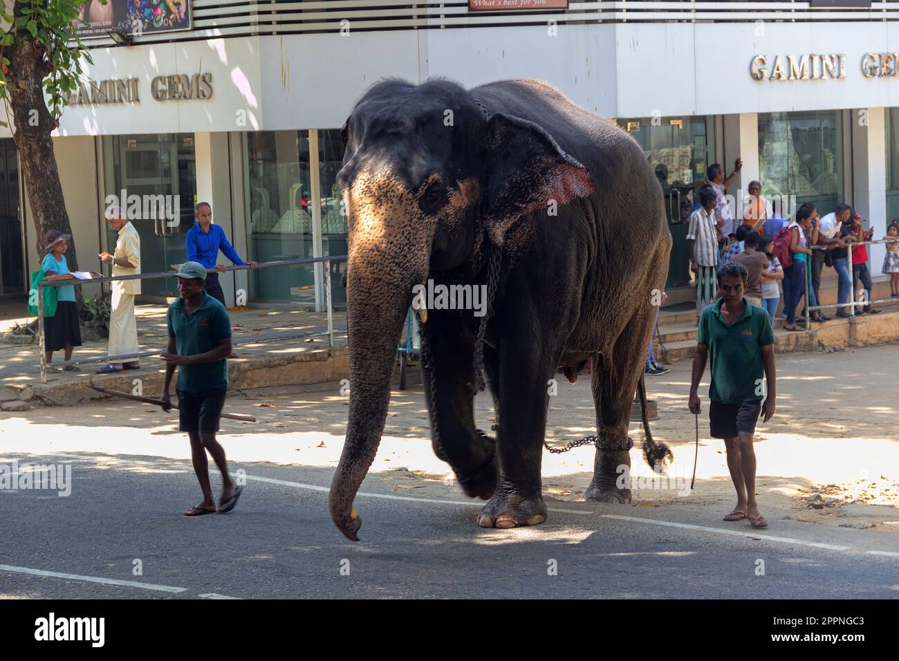 Pinnawala elephants riding hi-res stock photography and images - Alamy