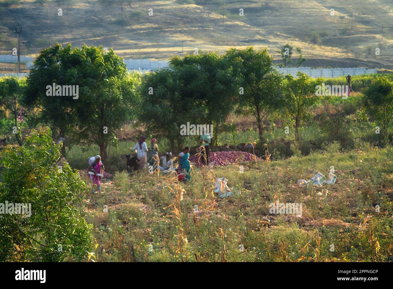 Idil india hi-res stock photography and images - Alamy