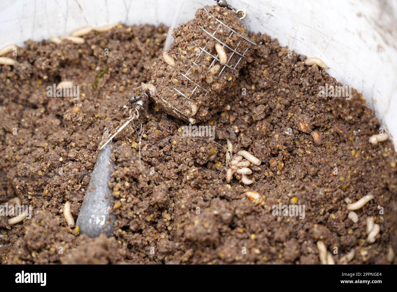 Maggots and fish food when fishing Stock Photo - Alamy
