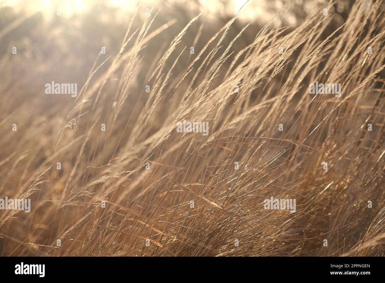 Dry sedge grass in the wind. Pastel neutral colors. Earth tones ...