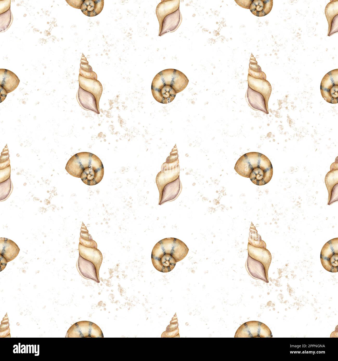 Seashells seamless Pattern on isolated background. Hand drawn ...