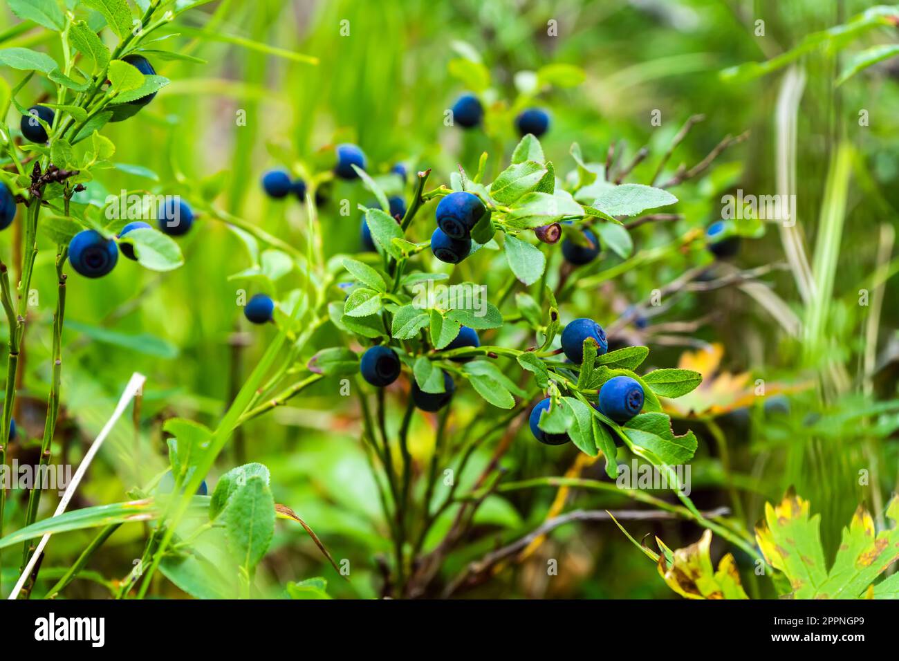 Blueberry berry on a bush. Blueberry bush with ripe berries of bright ...