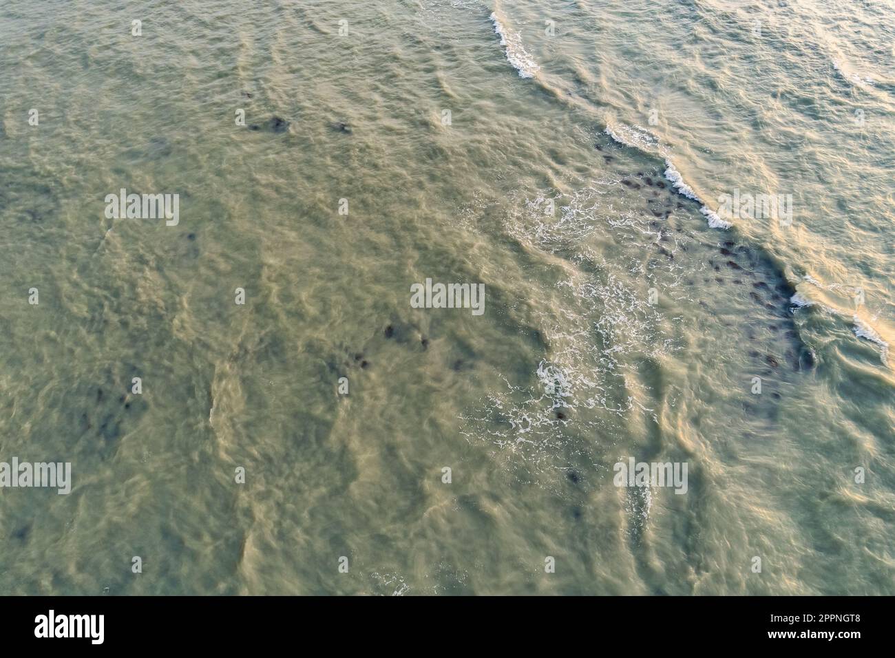 The surface of the sea in shallow water with waves and muddy water ...