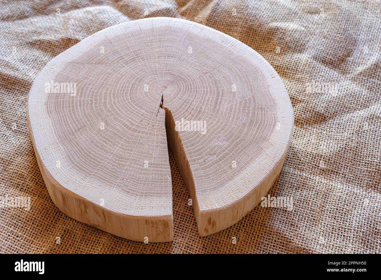 cut slice oak. Cross section of oak on burlap background Stock Photo ...
