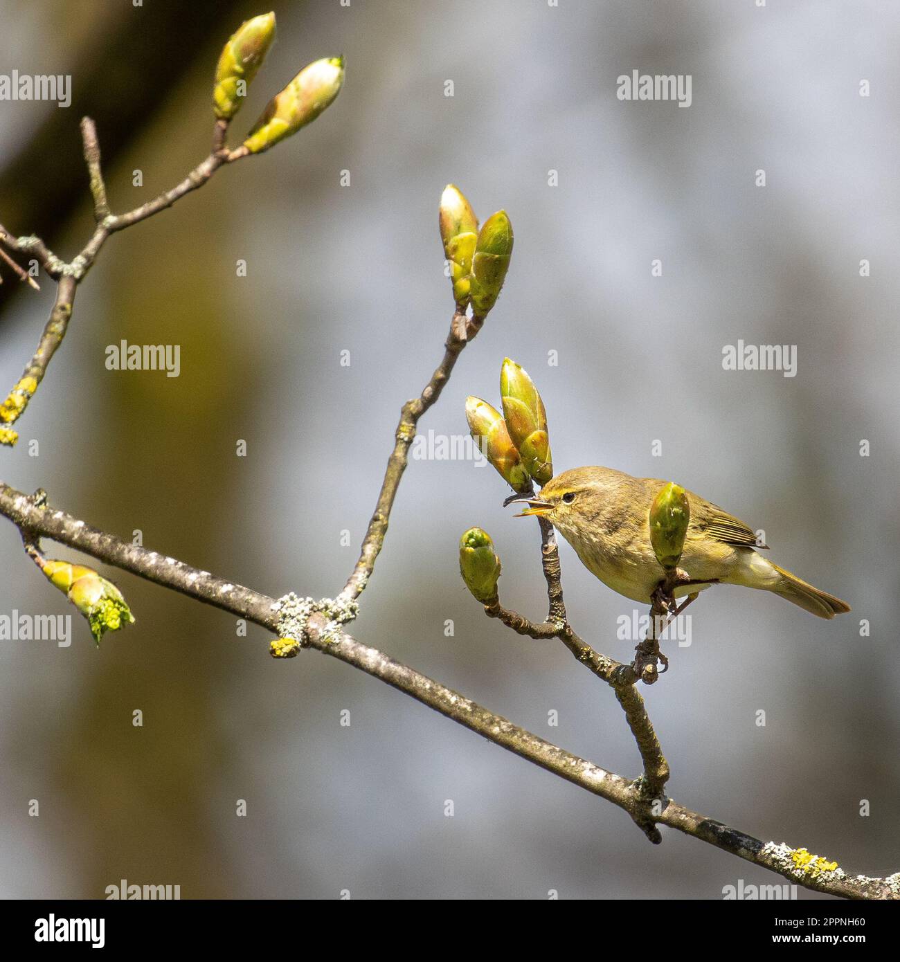 New buds on trees hi-res stock photography and images - Alamy
