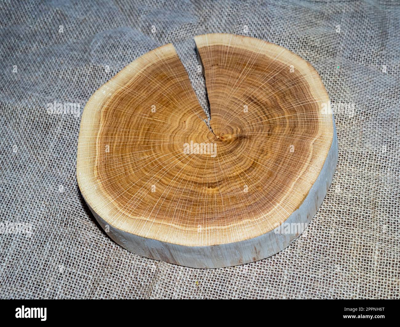 Wooden stump, cross section, cut wood tree trunk slice Stock Photo - Alamy