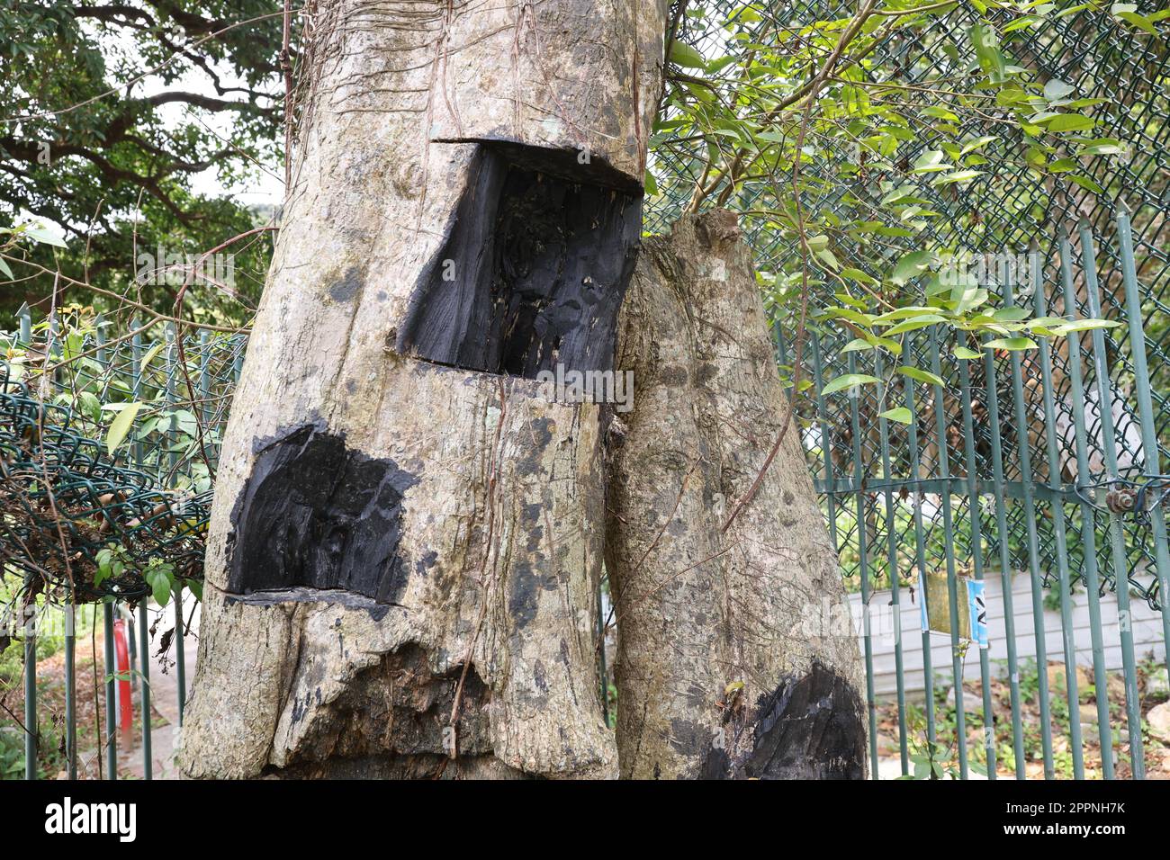 Aquilaria sinensis hi-res stock photography and images - Alamy