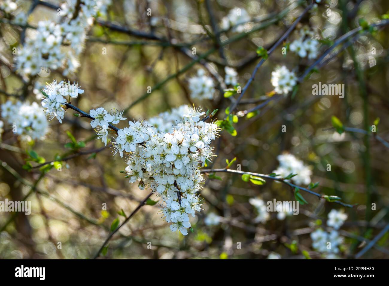 blackthorn blossom clouds of snow white flowers in early spring Stock ...
