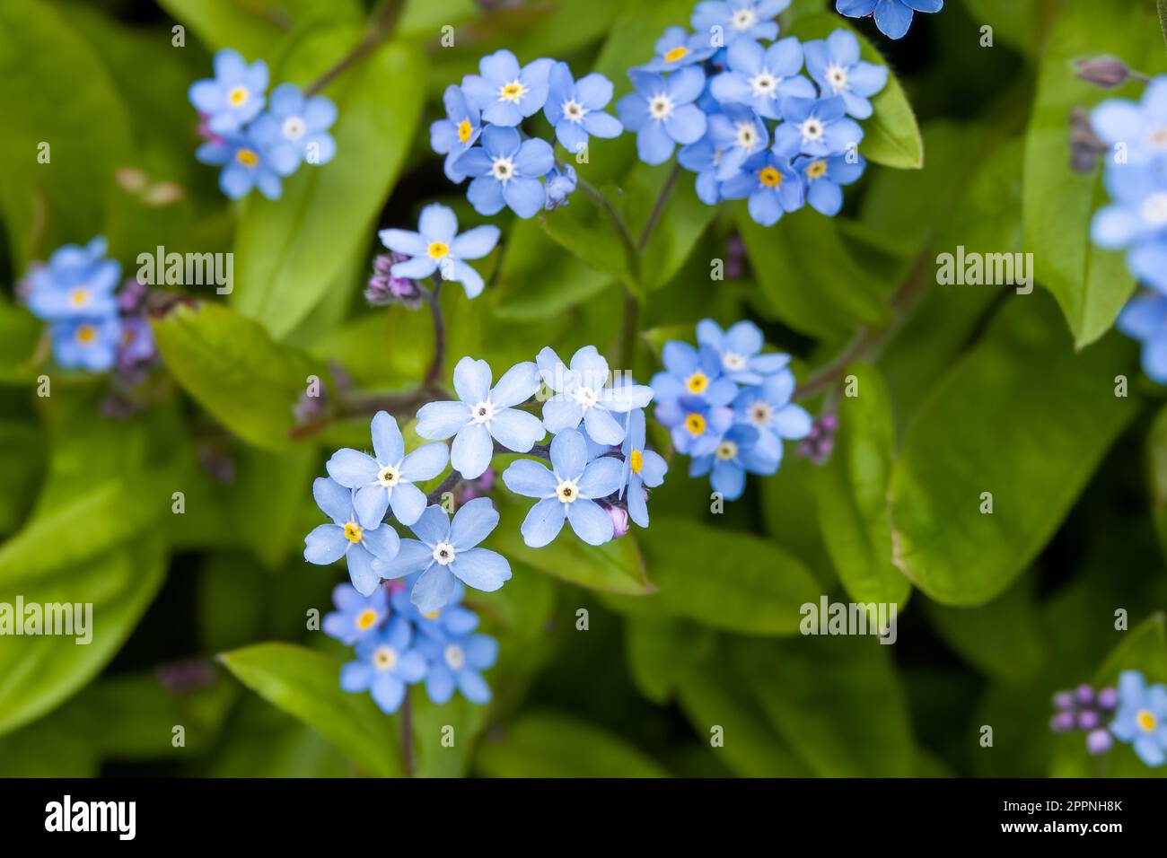 forget me nots a symbol of true love and respect Stock Photo - Alamy