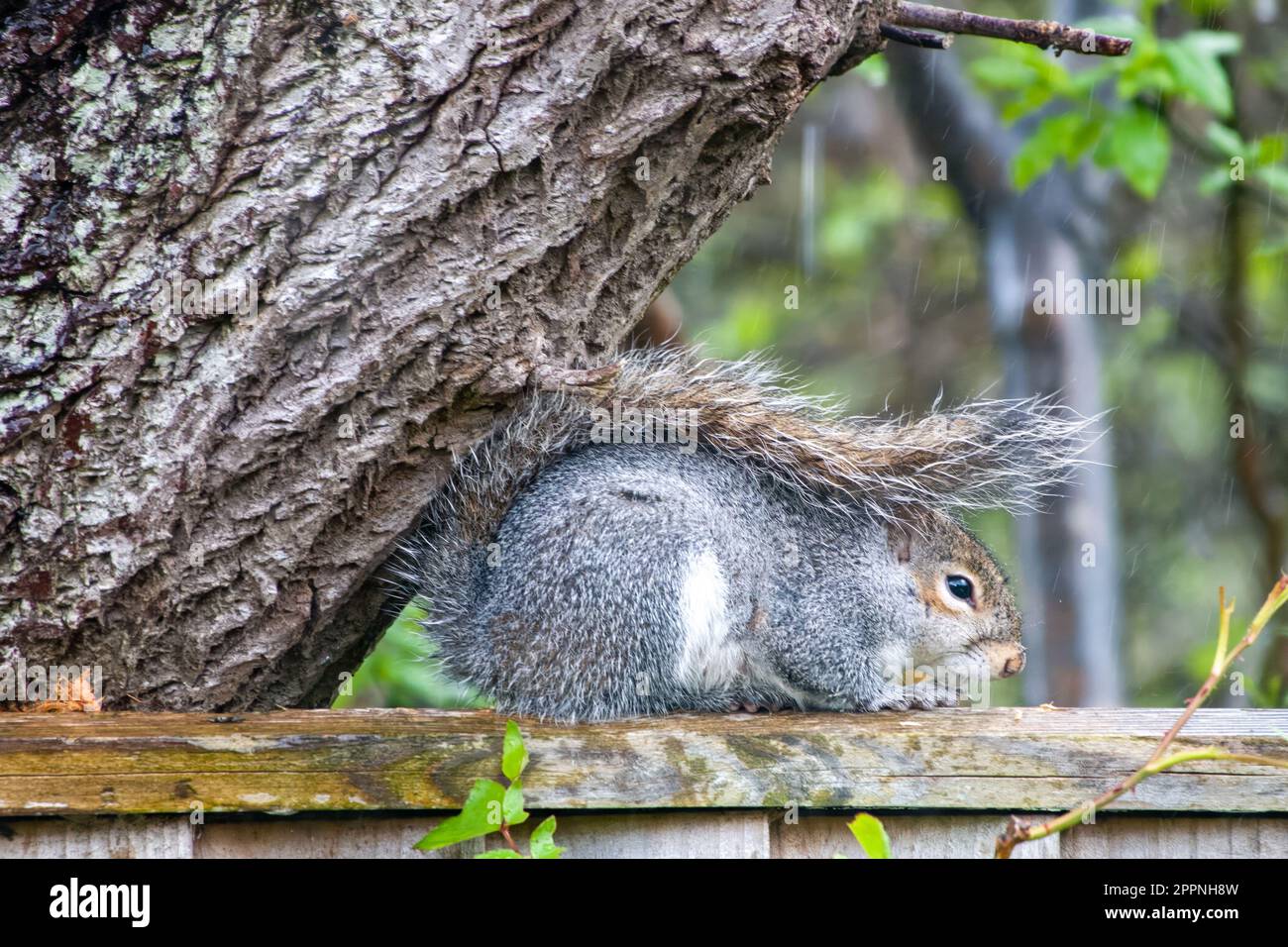 squirrel sheltering from a hail storm under the trunk of a tree Stock ...
