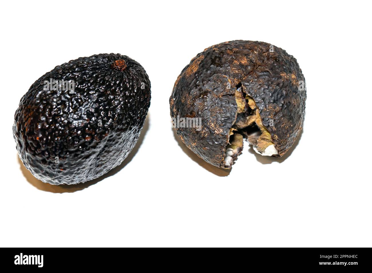 overripe avocado spoiled with mold and rot. Rotten avocado. Avocado ...