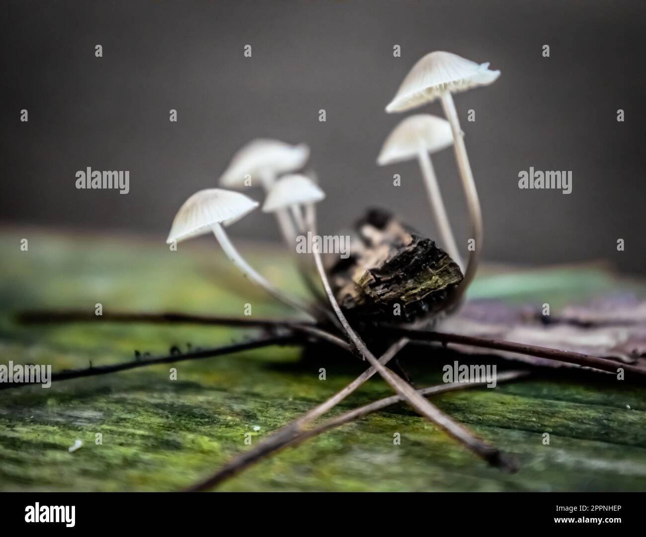 Microscopic fungi hi-res stock photography and images - Alamy