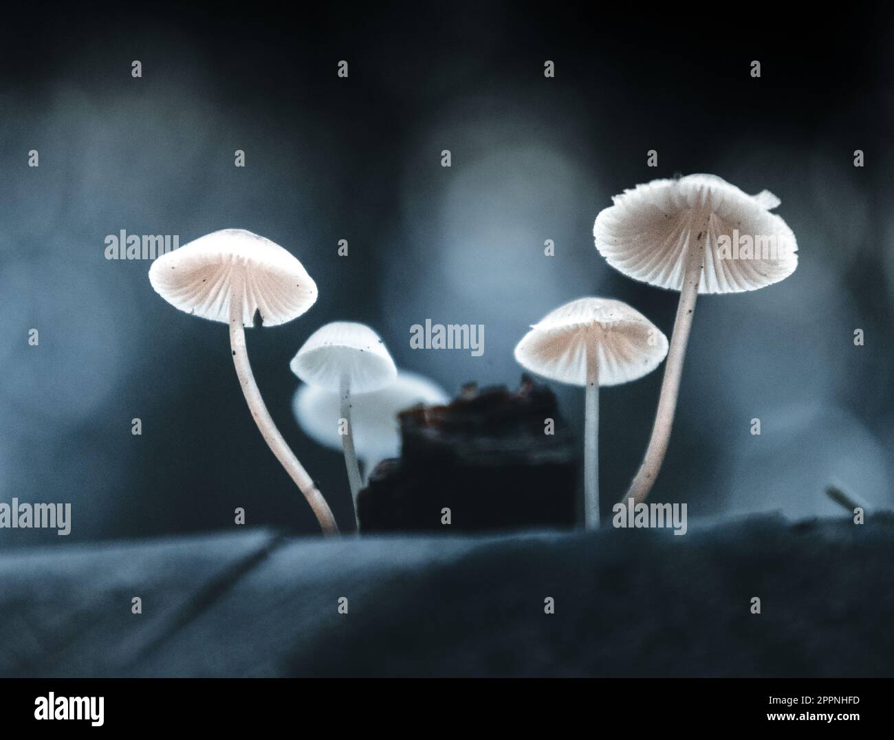 Microscopic fungi hi-res stock photography and images - Alamy