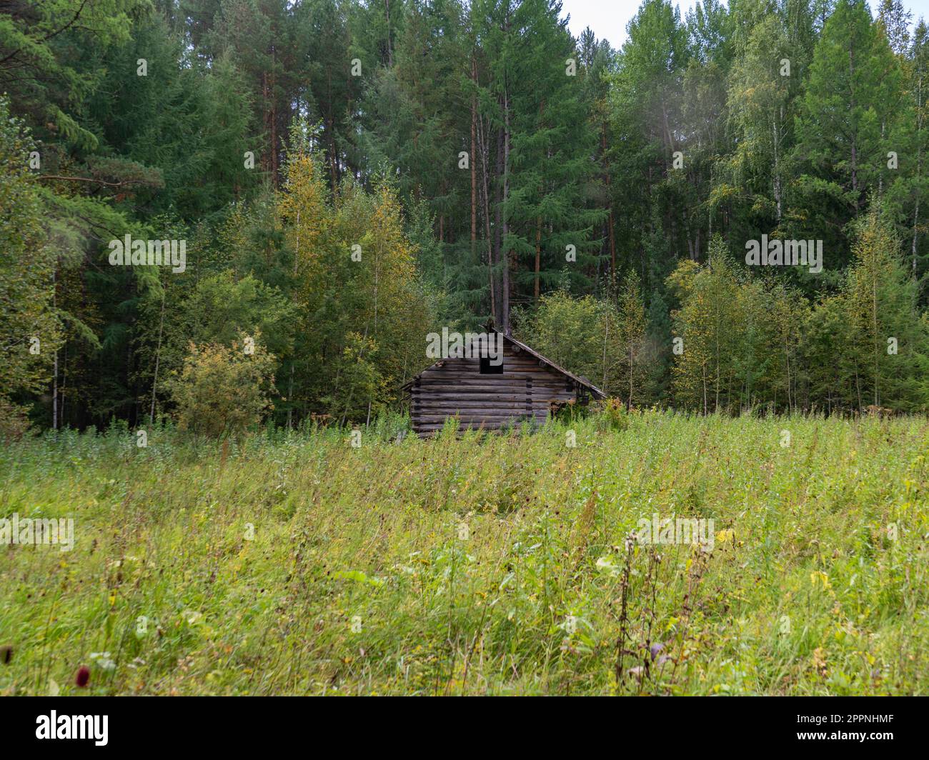 Old abandoned born on the edge of the forest in summer time. Wooden hut ...