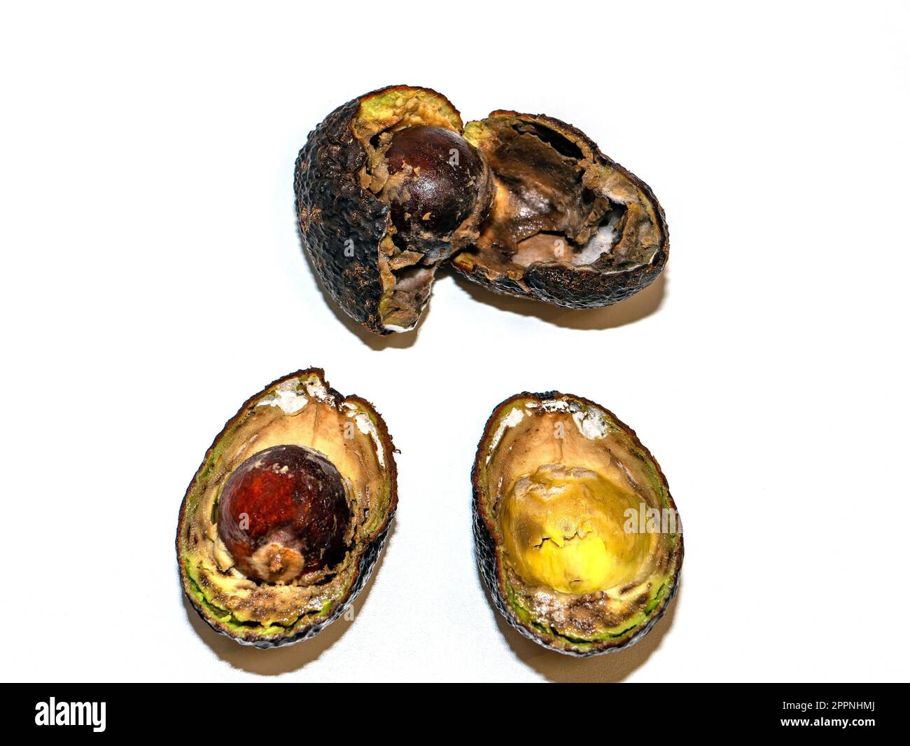 the avocado is spoiled with rot and mold. Rotten avocado split in half ...