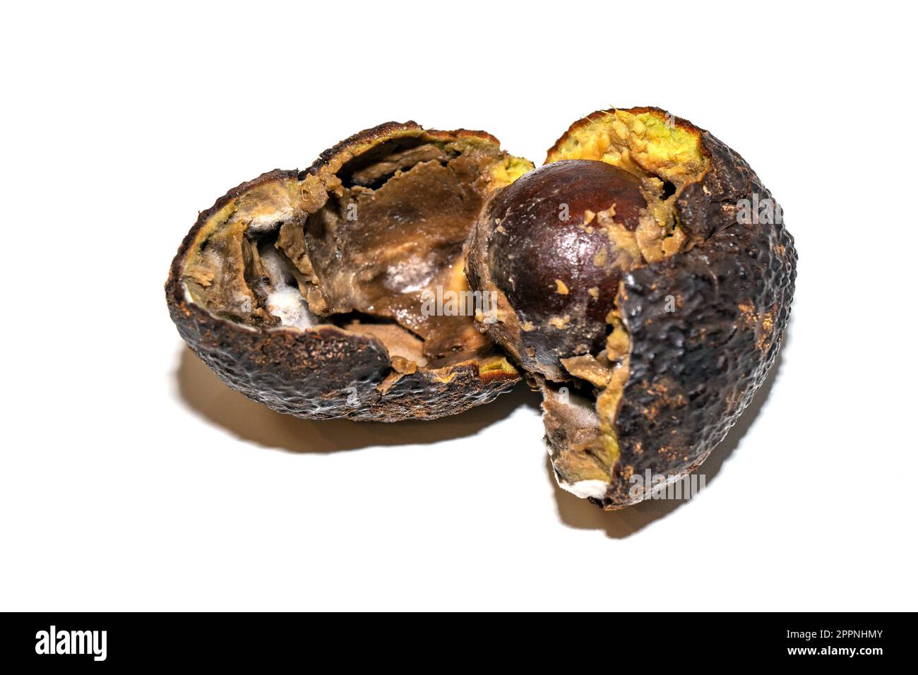 Rotten avocado with mold split in half. The avocado is spoiled. Rotten ...