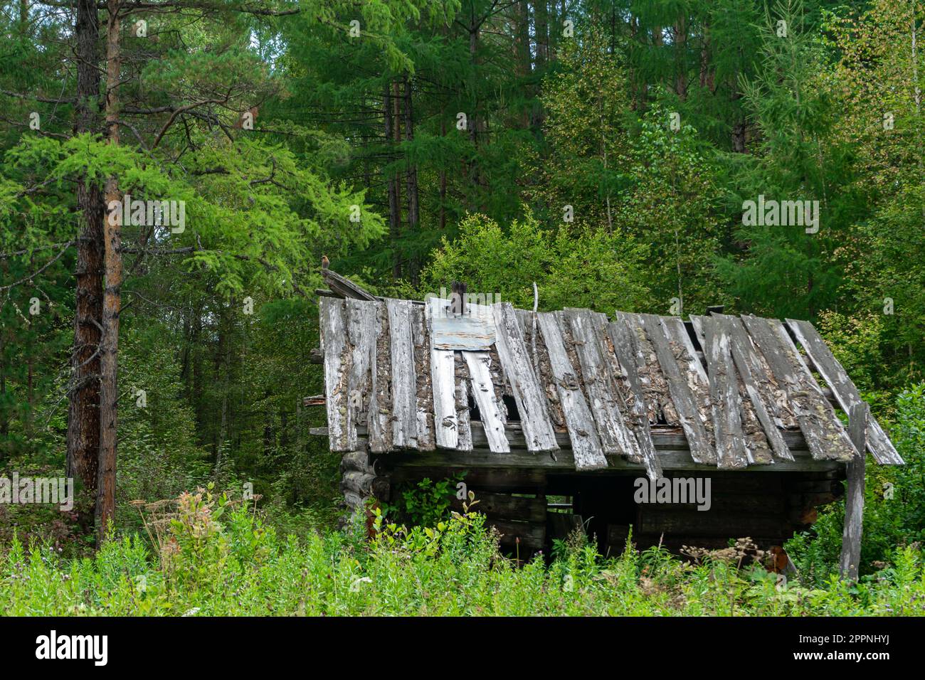 Old abandoned born on the edge of the forest in summer time. Wooden hut ...