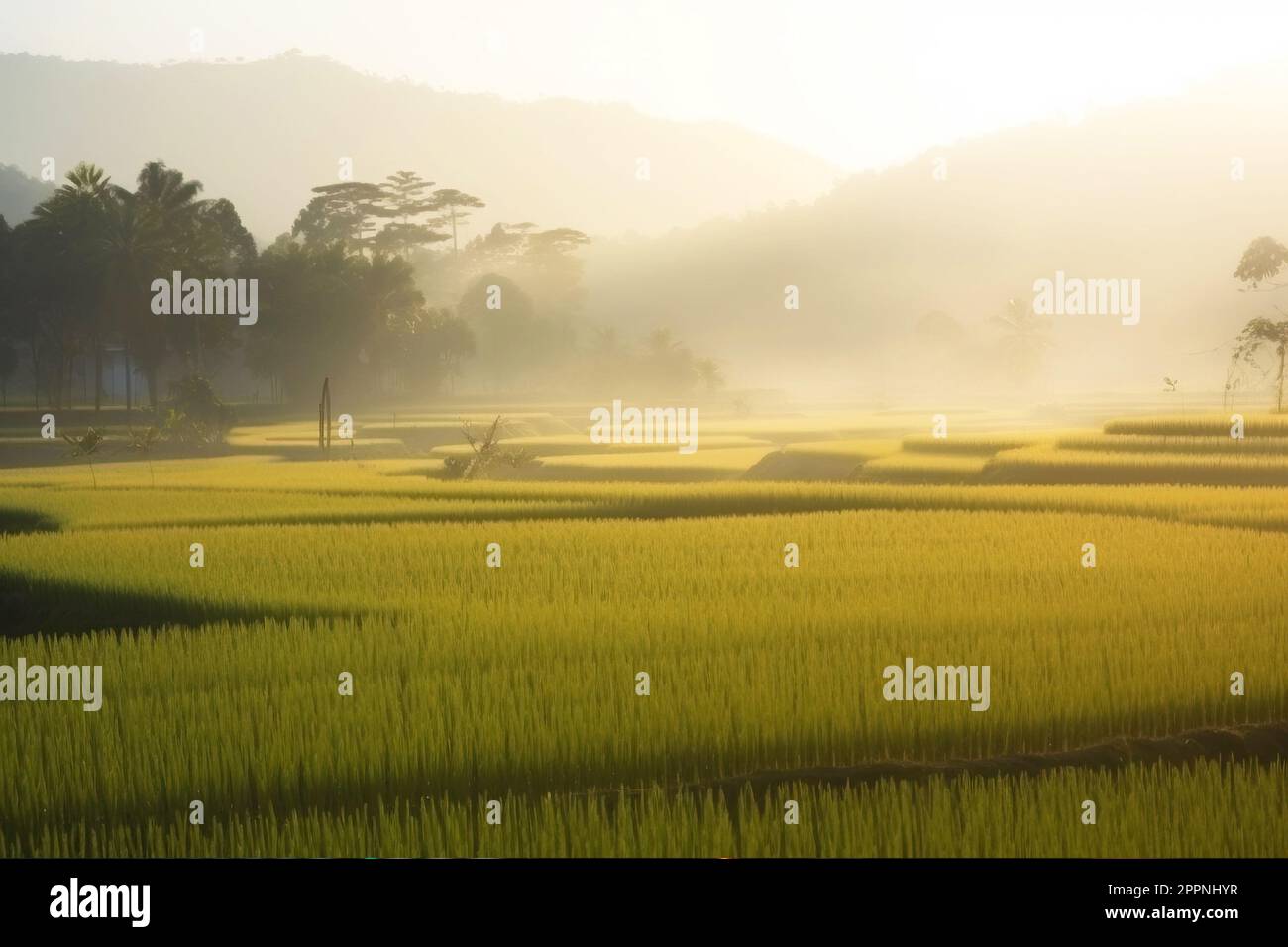 Rice field in the morning sun. Farming with natural ecological ...