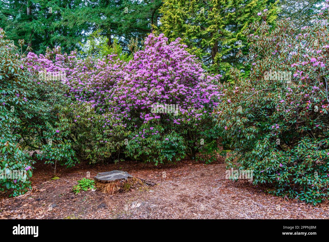 Purple Rhododendron blossoms at the Rhododenron Species Botanical ...