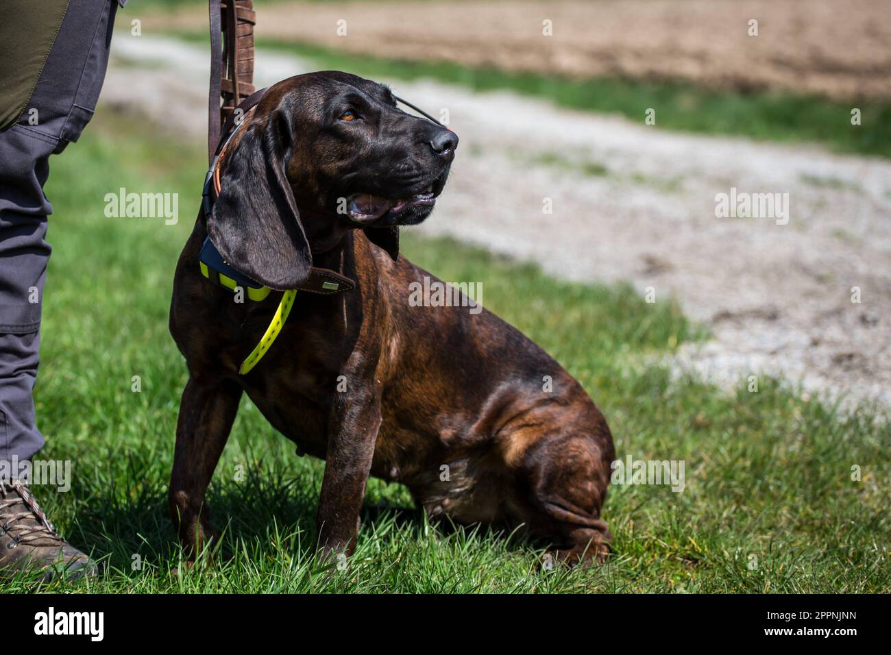 Hannoverscher schweisshund hi-res stock photography and images - Alamy