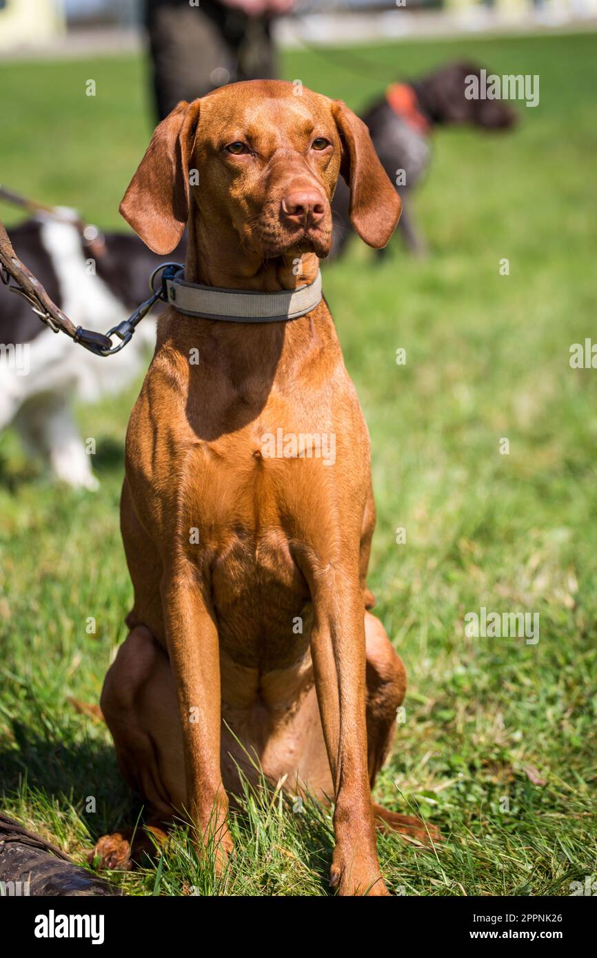 Vizsla working hi-res stock photography and images - Alamy