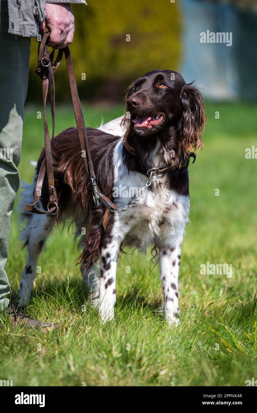 Munsterlander hunting hi-res stock photography and images - Alamy