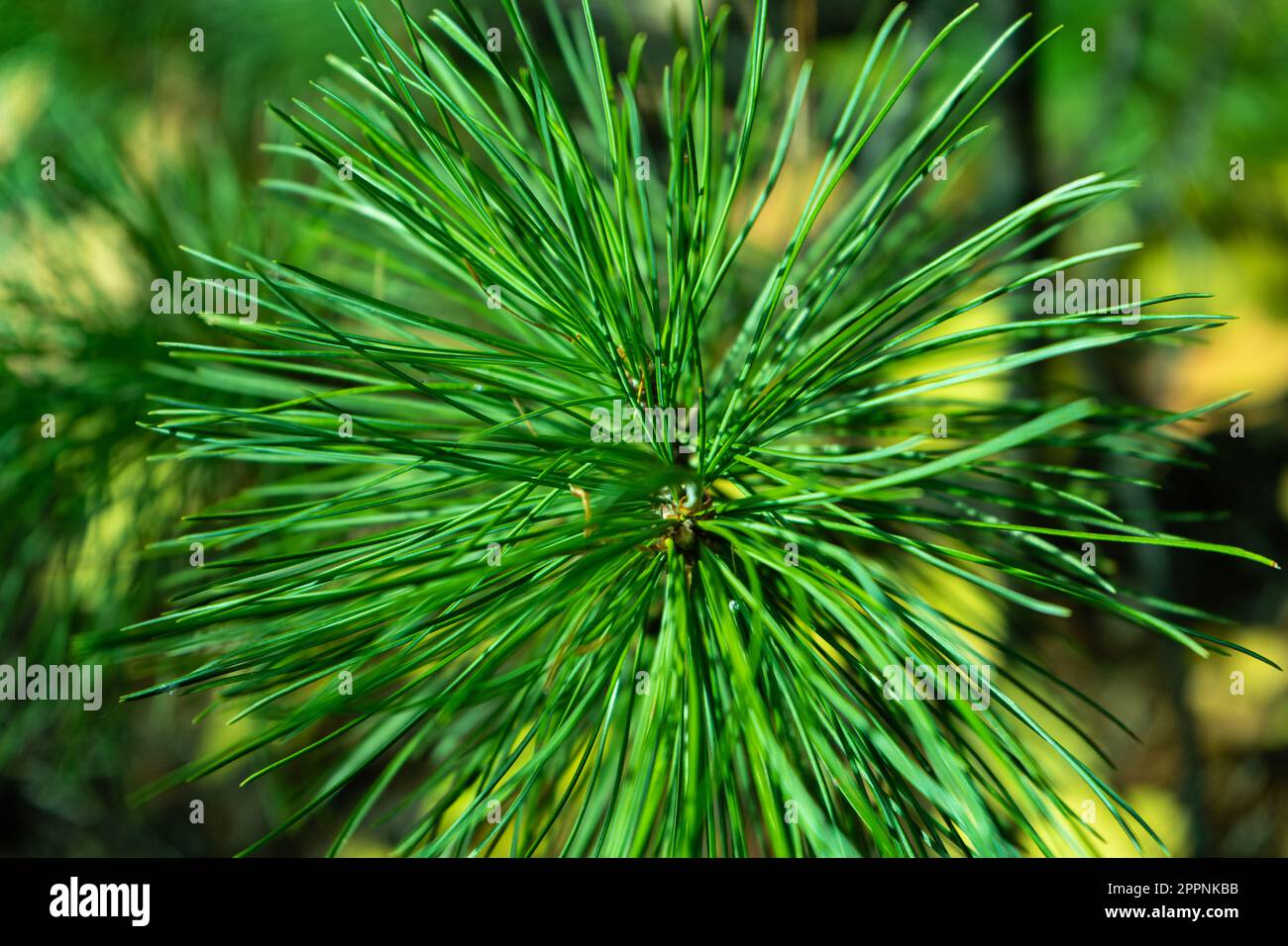 The lush tip of a cedar branch Stock Photo - Alamy