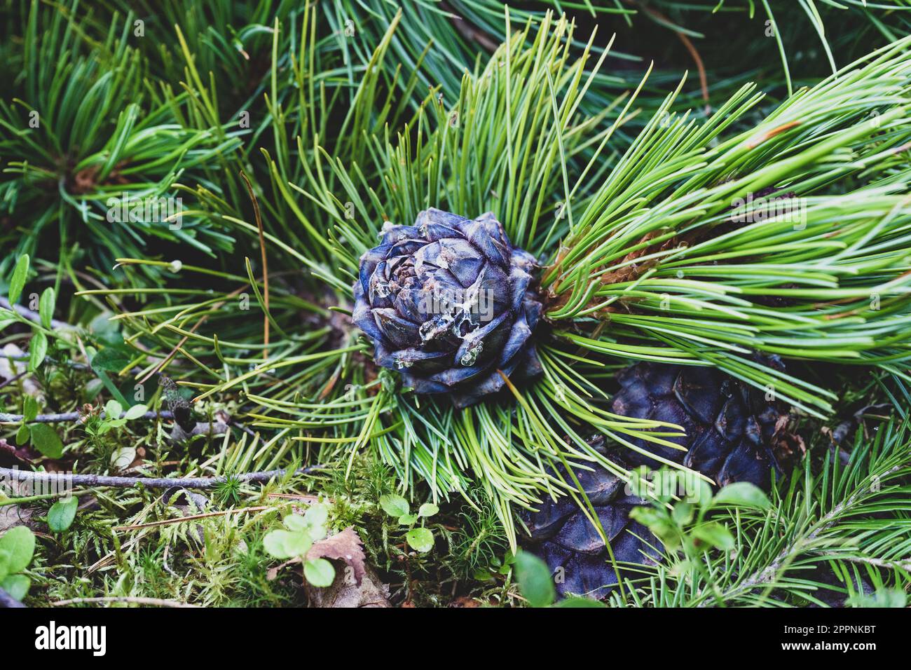 young cedar cone on a branch. Cedar cones in resin. Harvesting pine ...
