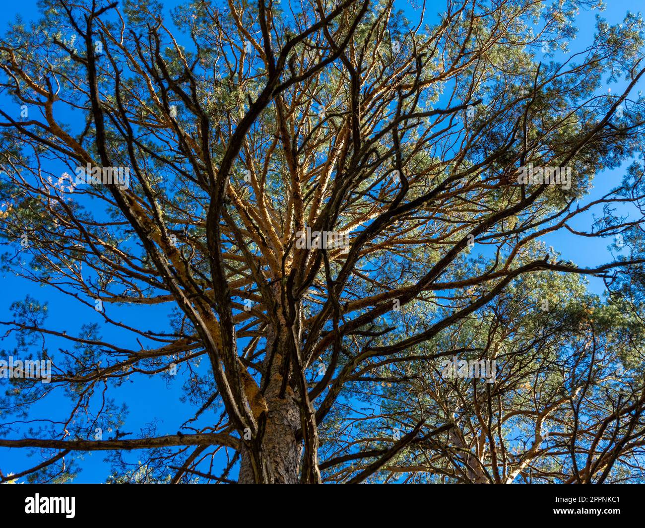 View branched tree hi-res stock photography and images - Alamy