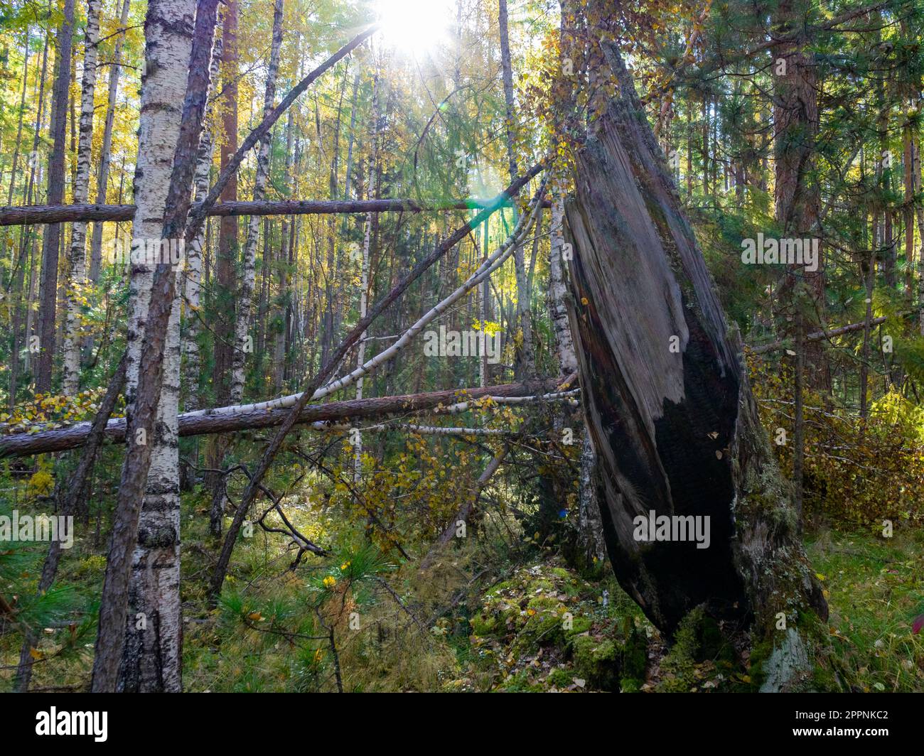 Burnt tree trunk after lightning strike hi-res stock photography and ...