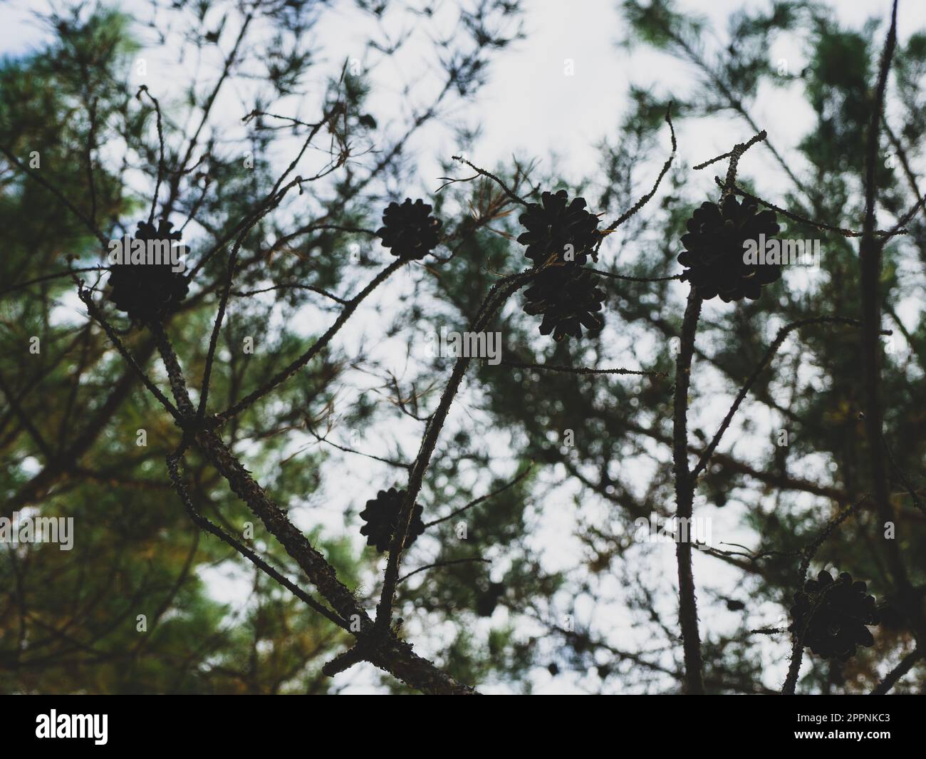 Pine cones. Dry pine cones of small size on a withering tree Stock ...