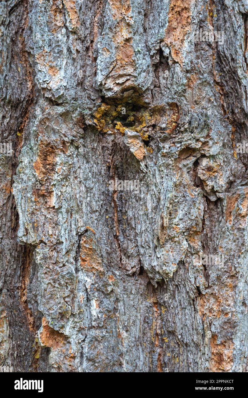 texture of old pine bark. Rough pine bark closeup Stock Photo - Alamy
