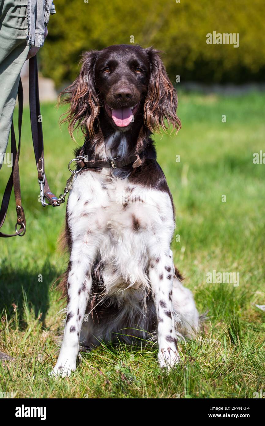 Munsterlander dog hi-res stock photography and images - Alamy