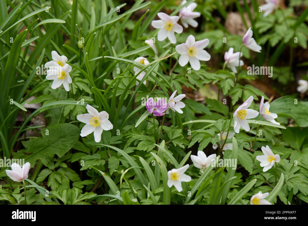 pink spring flowers of wood anemone nemorosa E.A. Bowles in UK garden ...