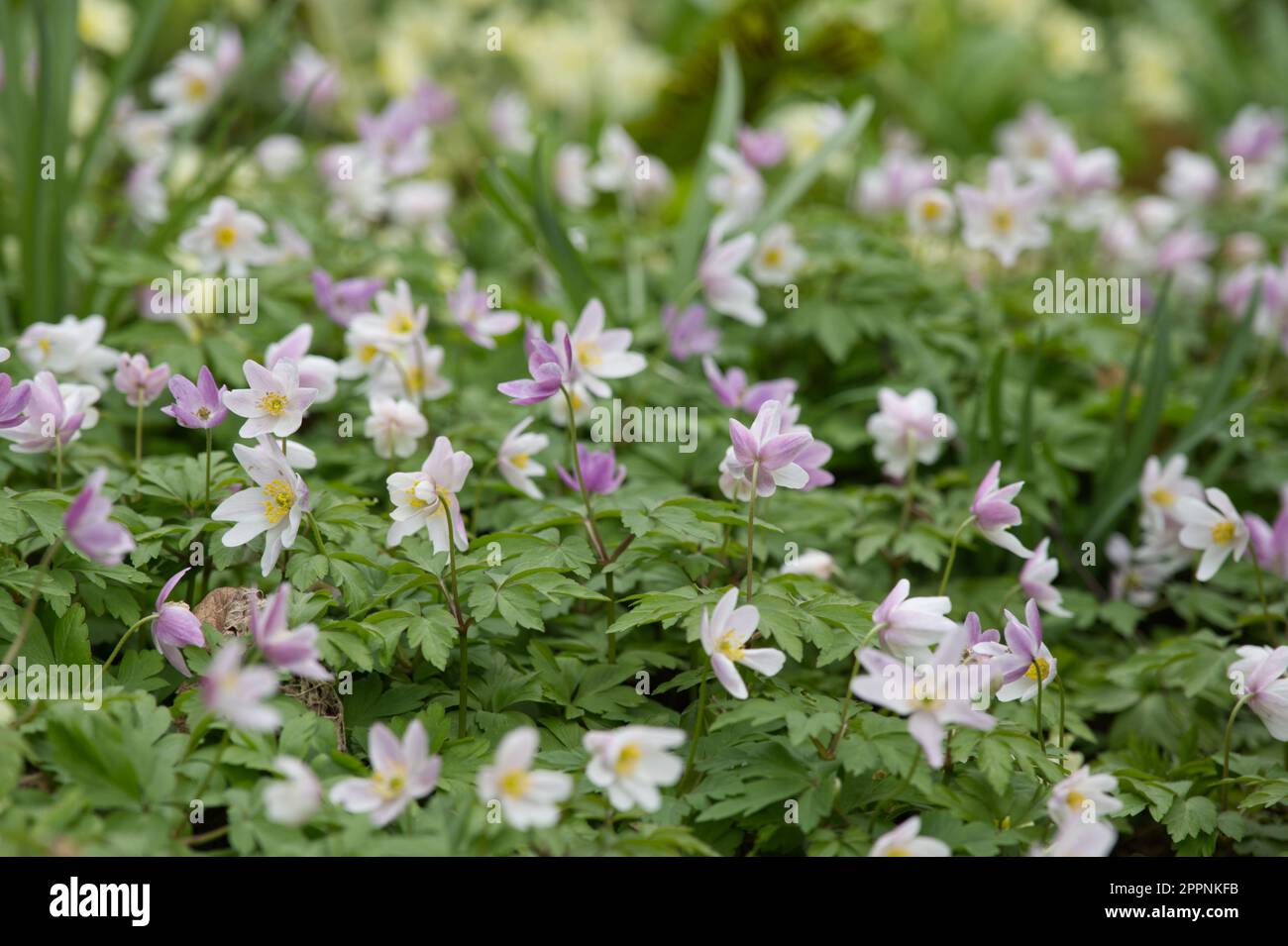 pink spring flowers of wood anemone nemorosa E.A. Bowles in UK garden ...