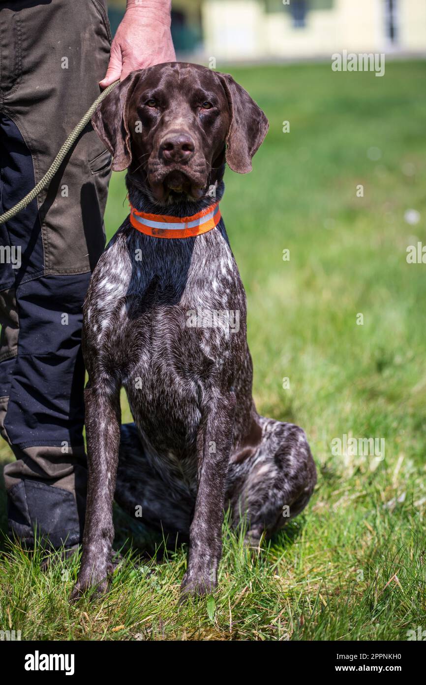 German Short-Haired Pointer, Deutsch-Kurzhaar Stock Photo - Alamy