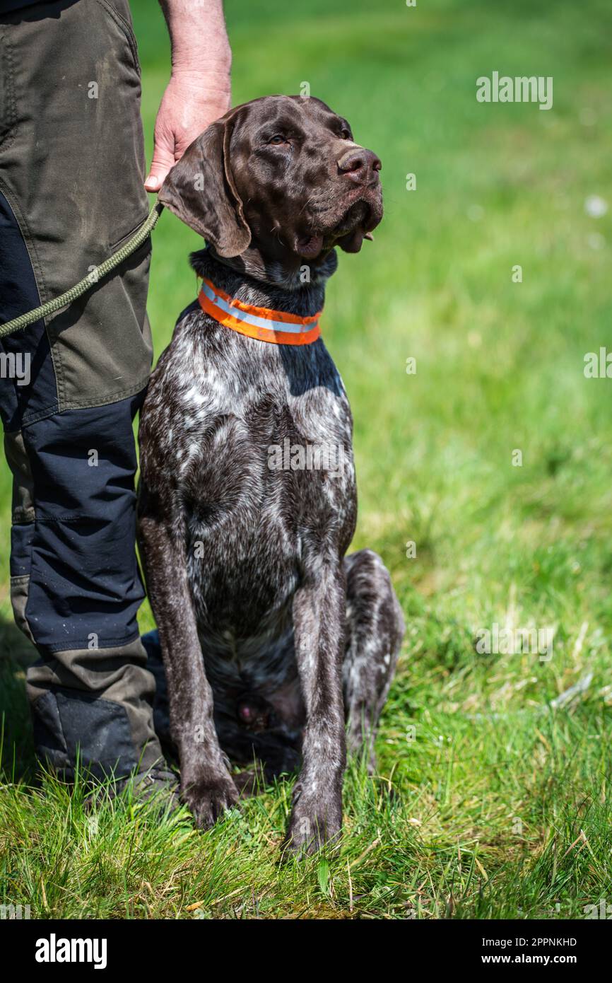 German Short-Haired Pointer, Deutsch-Kurzhaar Stock Photo - Alamy