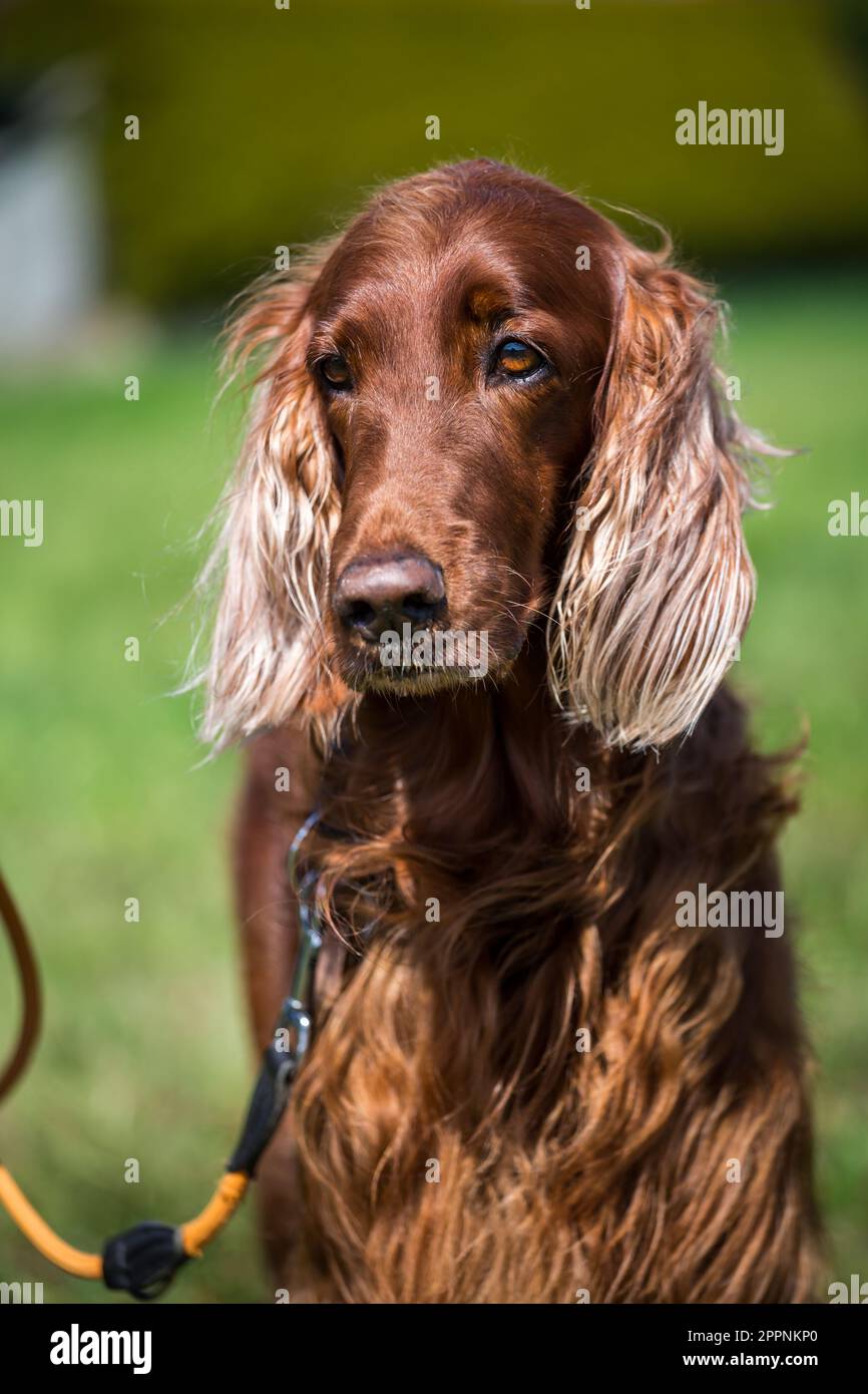 Irish Red Setter Stock Photo - Alamy