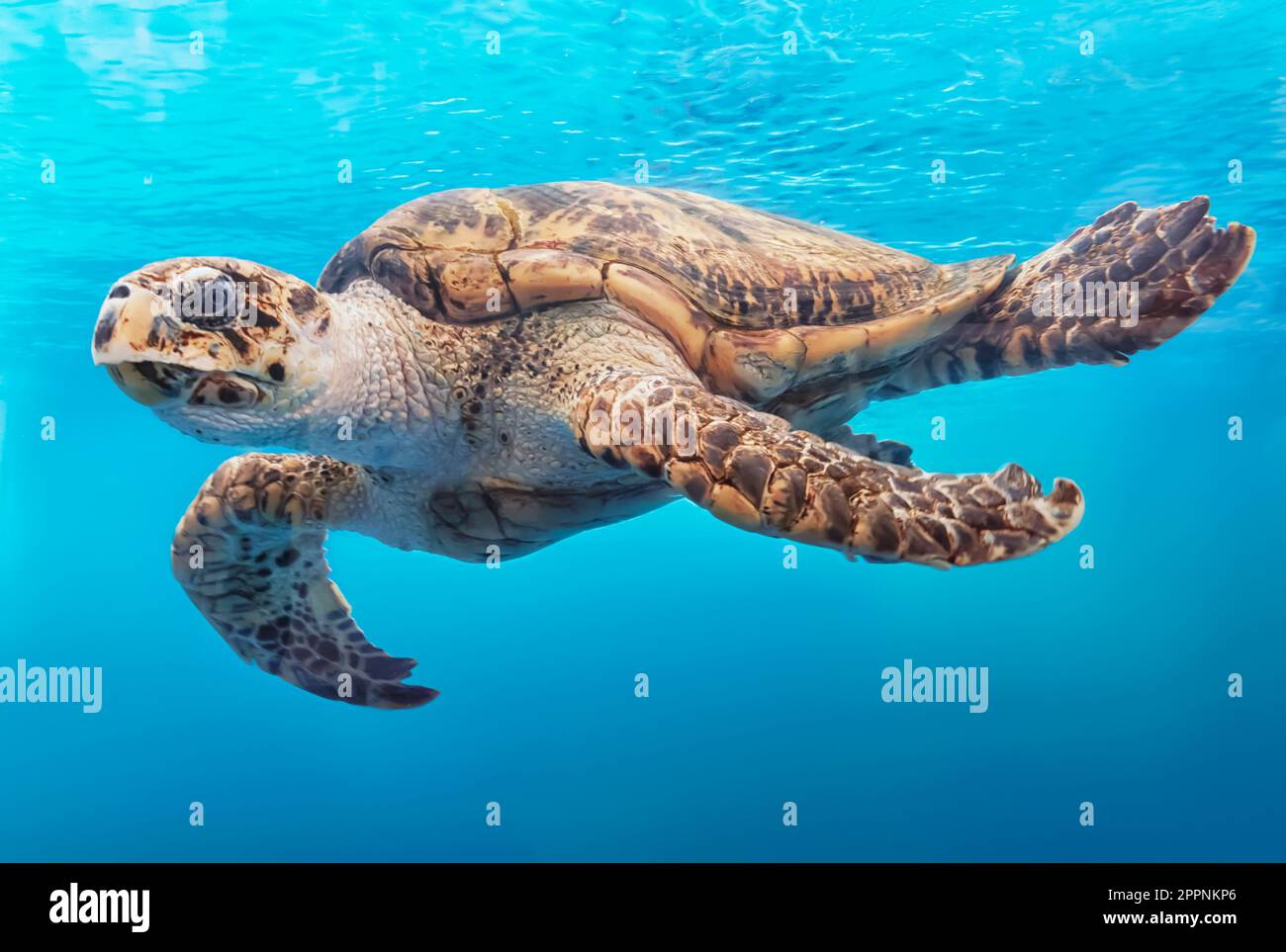 Tropical coral reef turtle art hi-res stock photography and images - Alamy