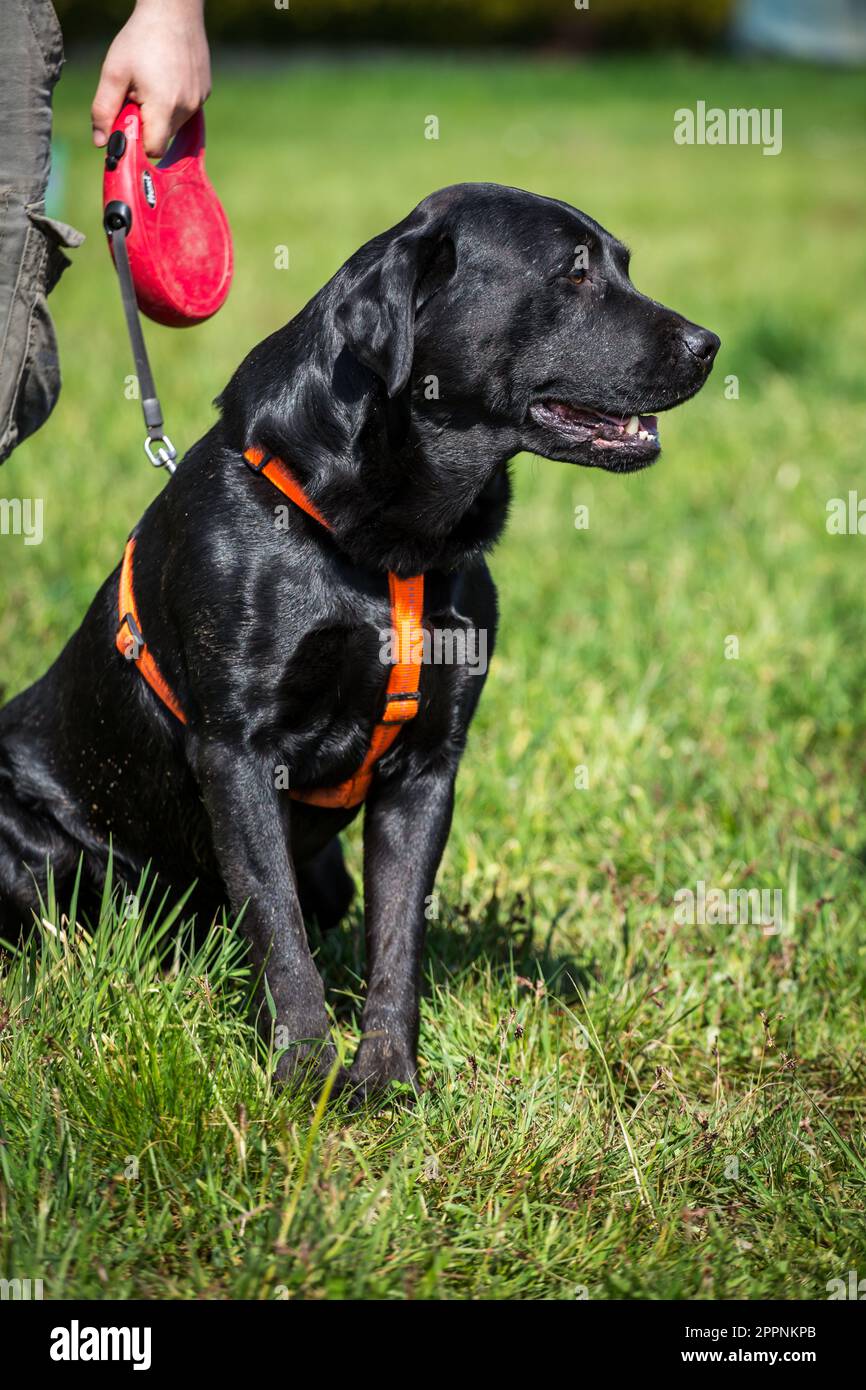 Working black labrador retriever hi-res stock photography and images ...