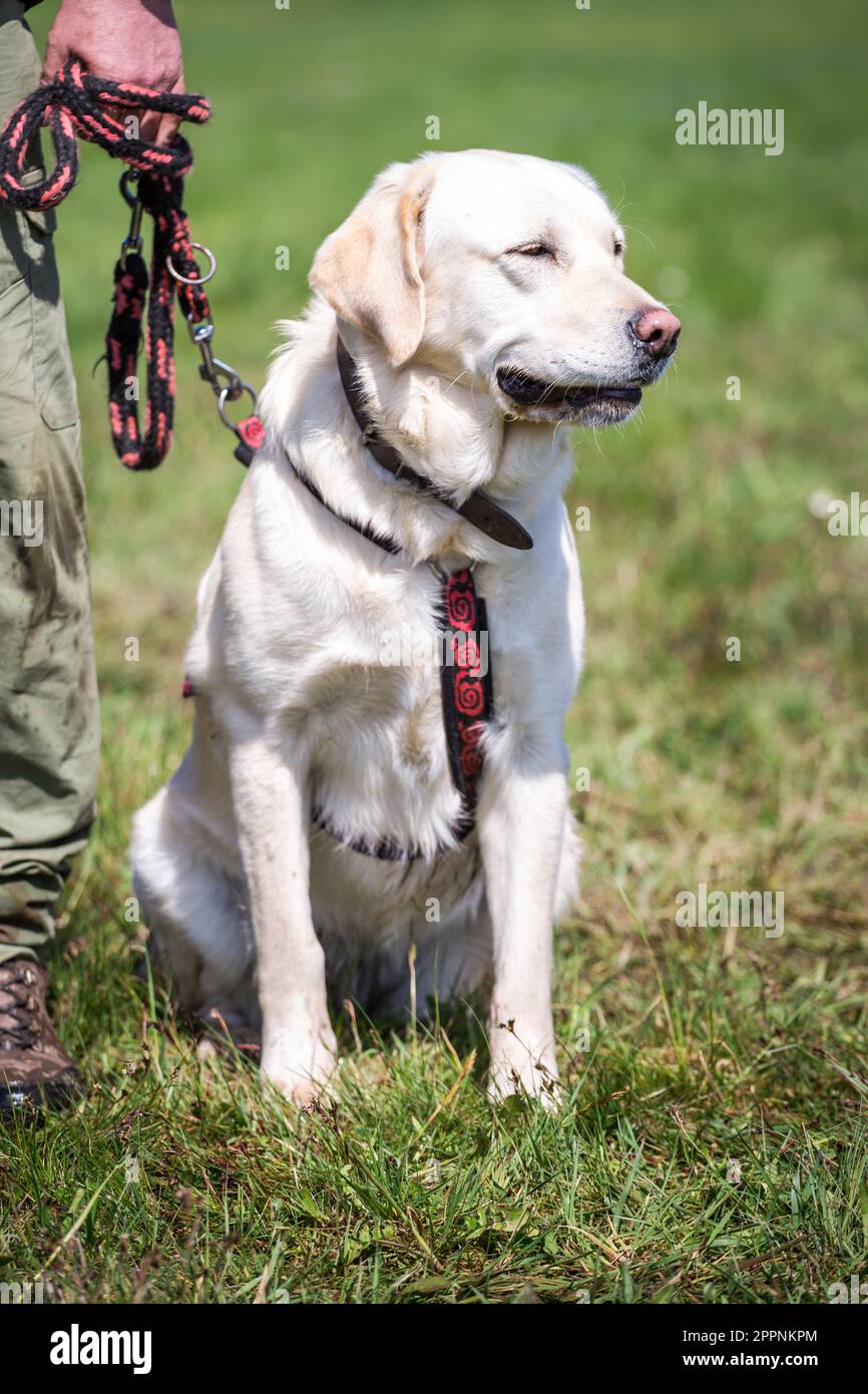 Working labrador retriever hi-res stock photography and images - Alamy