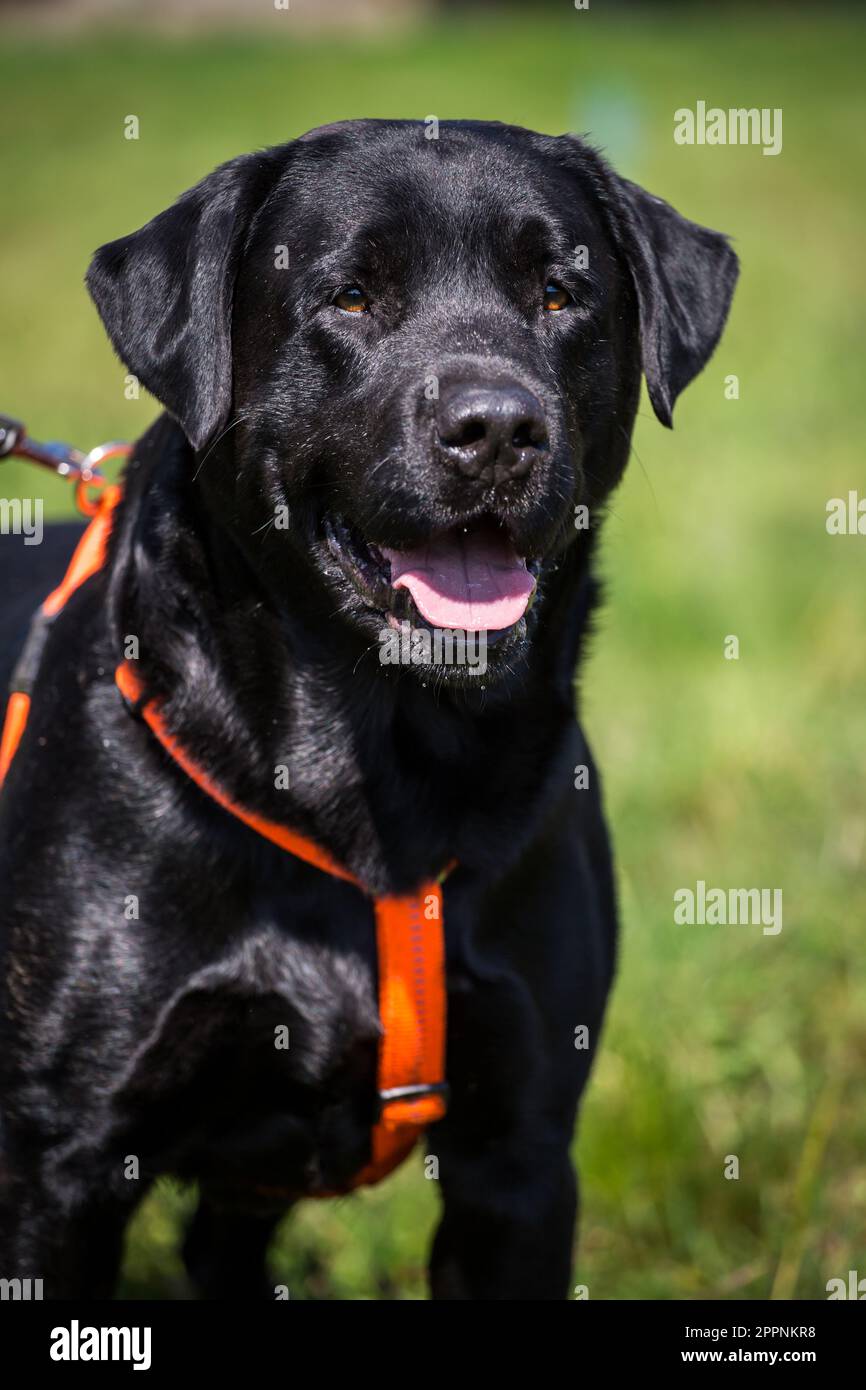 Working labrador retriever hi-res stock photography and images - Alamy