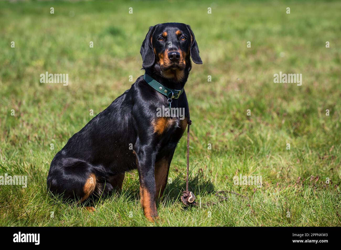 Austrian hound hi-res stock photography and images - Alamy