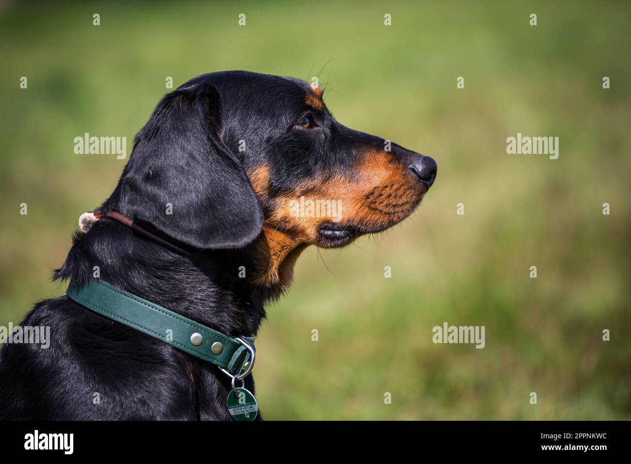 Austrian Black and Tan Hound, Brandlbracke Stock Photo - Alamy