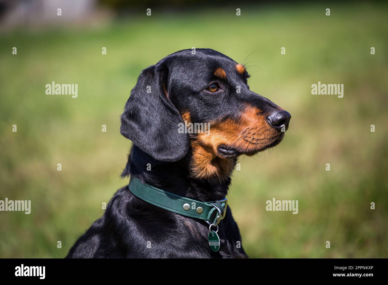 Austrian black and tan hound hi-res stock photography and images - Alamy