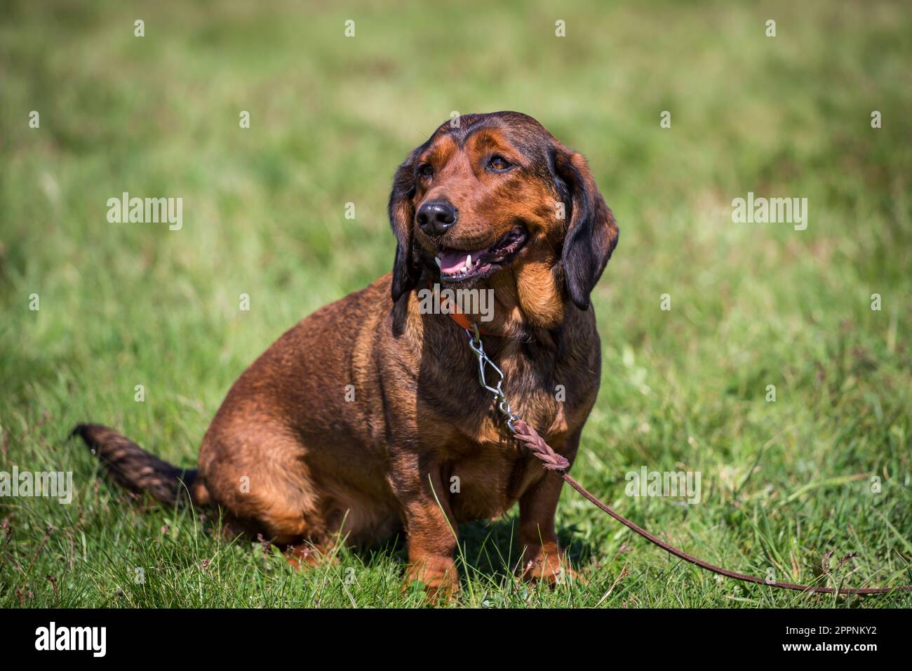Alpine dachsbracke, Alpenländische Dachsbracke Stock Photo - Alamy