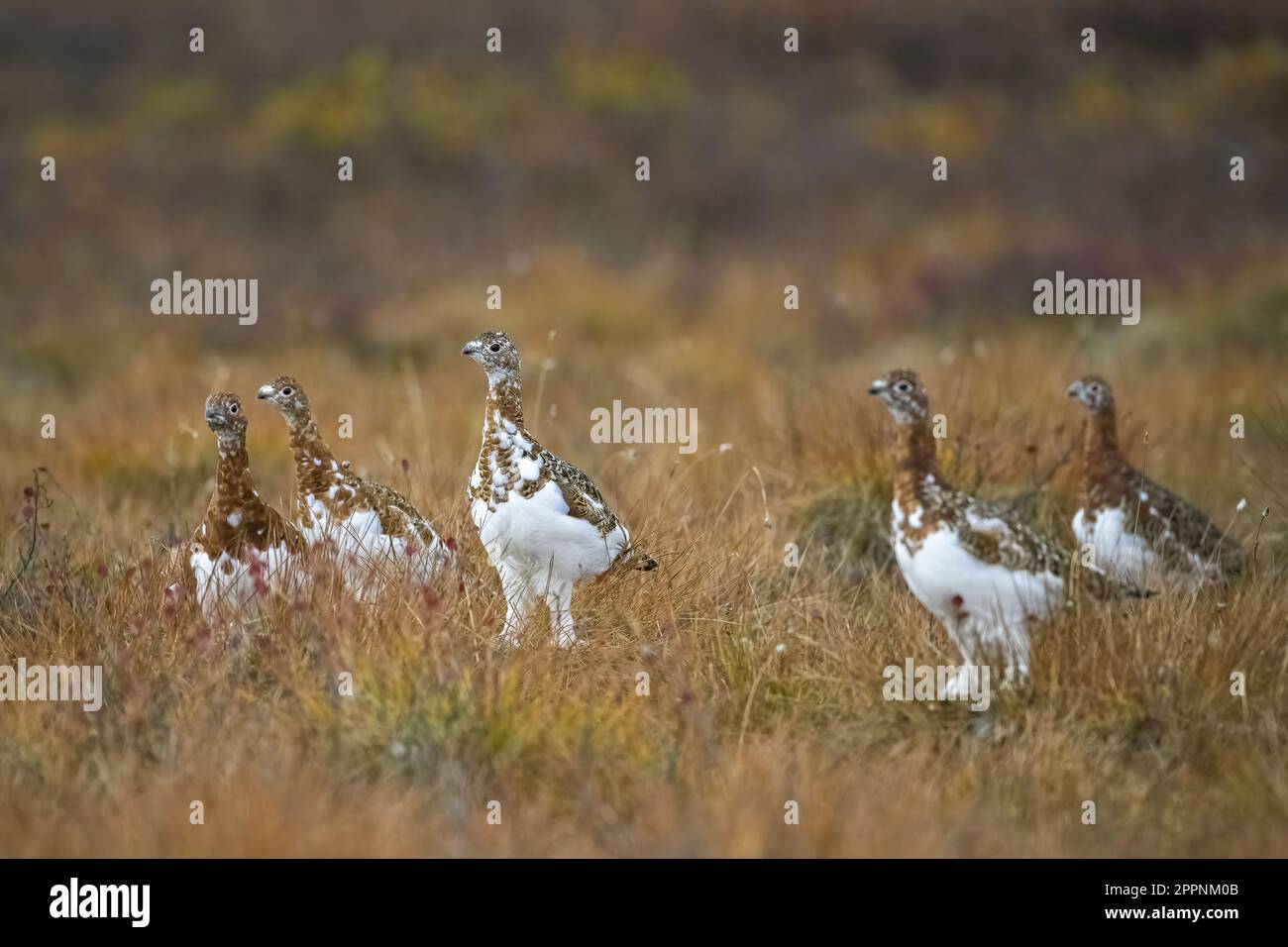 Willow Ptarmigan, Lagopus lagopus, birds in the tundra in Yukon, Canada ...