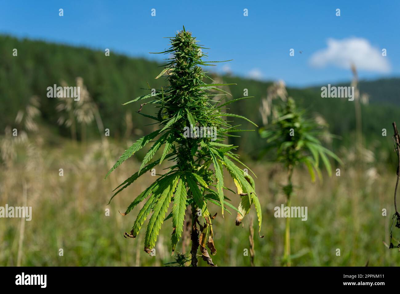 Marijuana is green wild. Ripe hemp with green leaves. Cannabis Stock ...